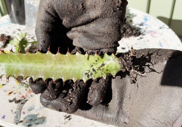 How To Propagate African Milk Tree (Euphorbia Trigona) | 5 Easy Steps ...