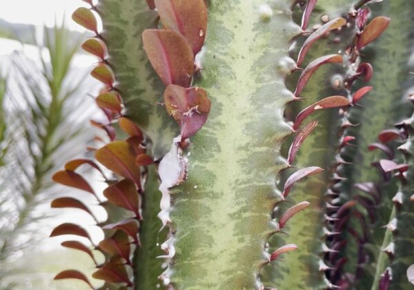 How To Propagate African Milk Tree (Euphorbia Trigona) | 5 Easy Steps ...