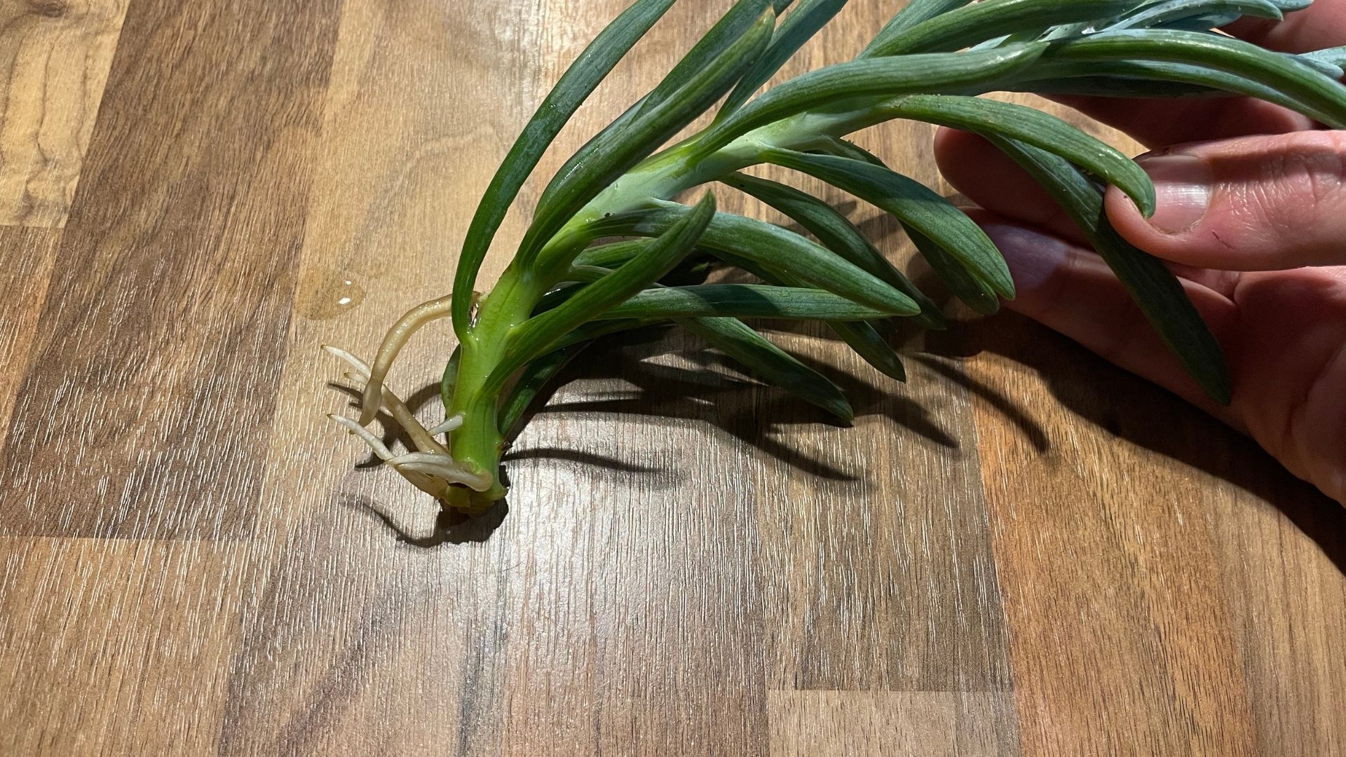 2 Ways to Propagate Blue Chalk Sticks - Garden Knocks