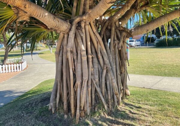 How To Propagate Pandanus Tectorius (Thatch Screw Pine) From Cutting ...