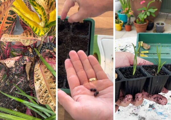 Germinating Crotons From Seeds - Garden Knocks