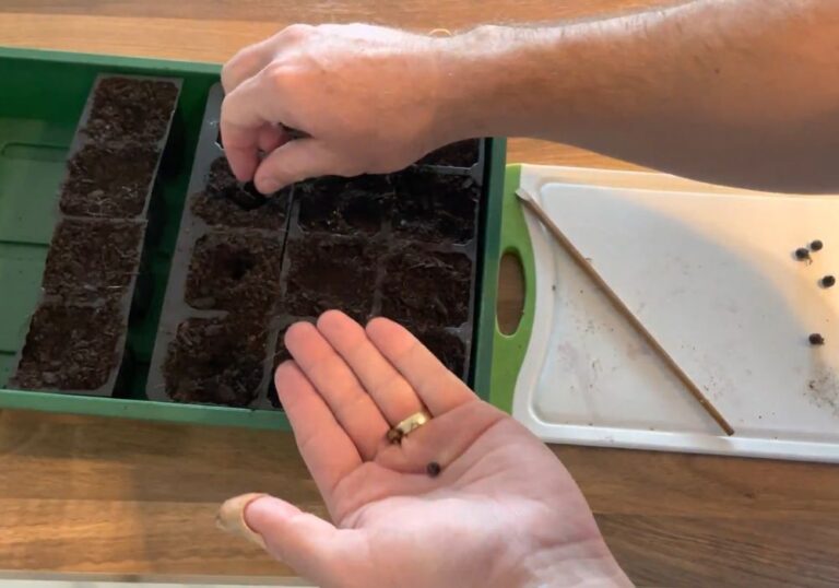Germinating Crotons From Seeds - Garden Knocks