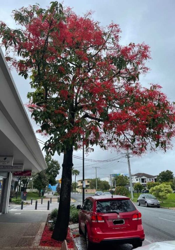 Illawarra Flame Tree (Brachychiton Acerifolius): The Complete Guide ...