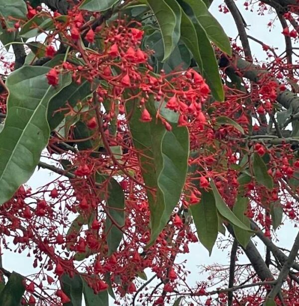 Illawarra Flame Tree (Brachychiton Acerifolius): The Complete Guide ...