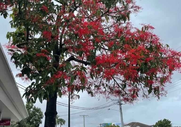 How to Grow an Illawarra Flame Tree (Brachychiton Acerifolius) - Garden ...