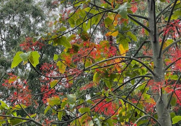 Illawarra Flame Tree (Brachychiton Acerifolius): The Complete Guide ...