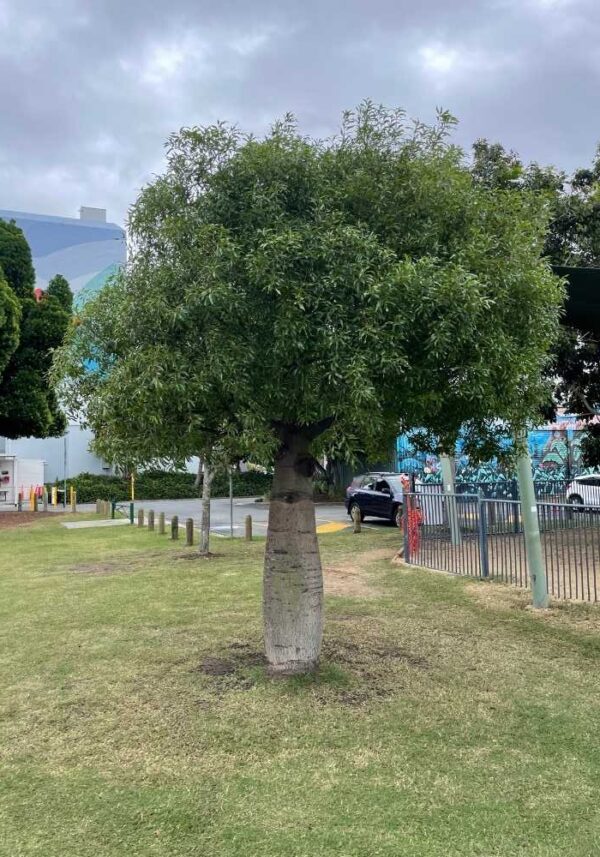 Illawarra Flame Tree (Brachychiton Acerifolius): The Complete Guide ...