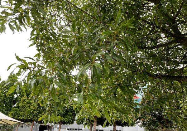 Illawarra Flame Tree (Brachychiton Acerifolius): The Complete Guide ...
