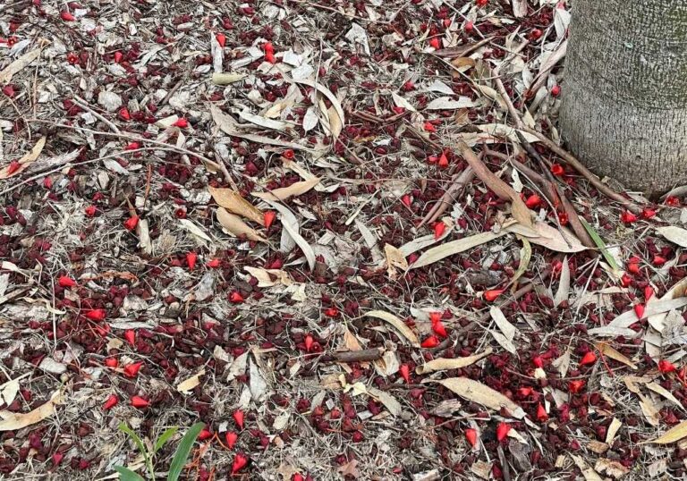 Illawarra Flame Tree (Brachychiton Acerifolius): The Complete Guide ...