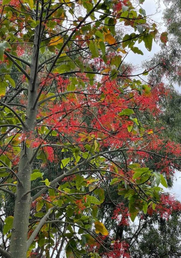 Illawarra Flame Tree (Brachychiton Acerifolius): The Complete Guide ...