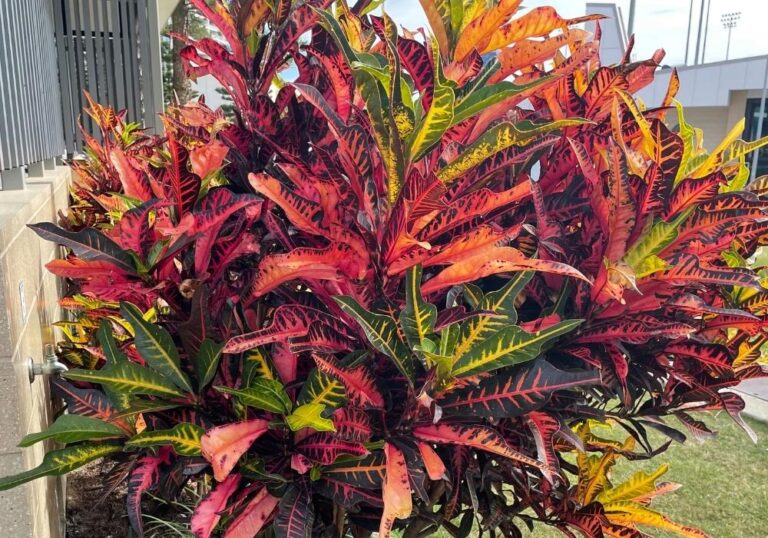 How to Propagate Crotons From Cuttings - Garden Knocks