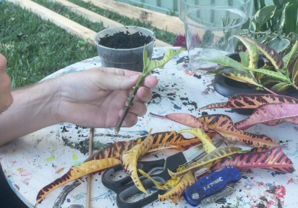 How to Propagate Crotons From Cuttings - Garden Knocks