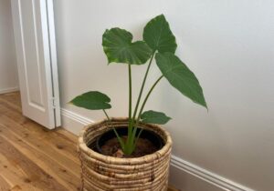 How to Propagate Elephant Ears Plant (Division Method Explained ...