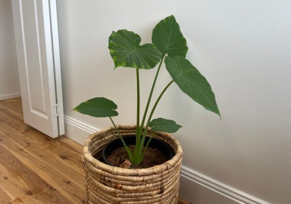 How to Propagate Elephant Ears Plant (Division Method Explained ...