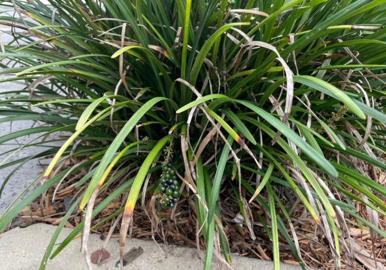 How to Germinate Liriope Seeds - Garden Knocks