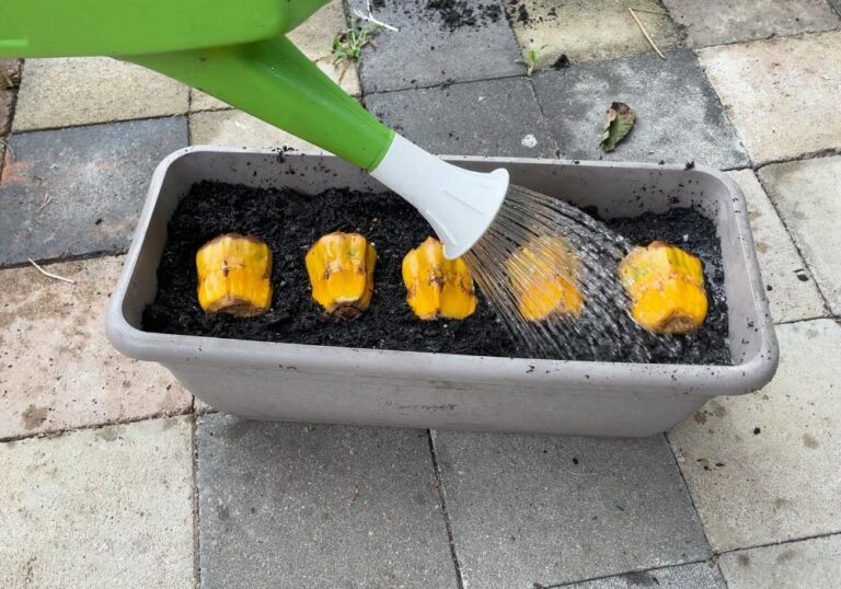 How to Grow Pandanus from Seeds - Garden Knocks