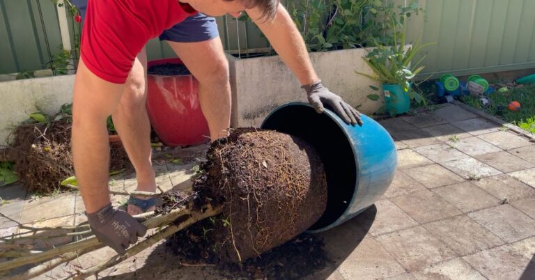 How to Loosen Root Ball and Remove Dirt from Large Root Bound Plant ...