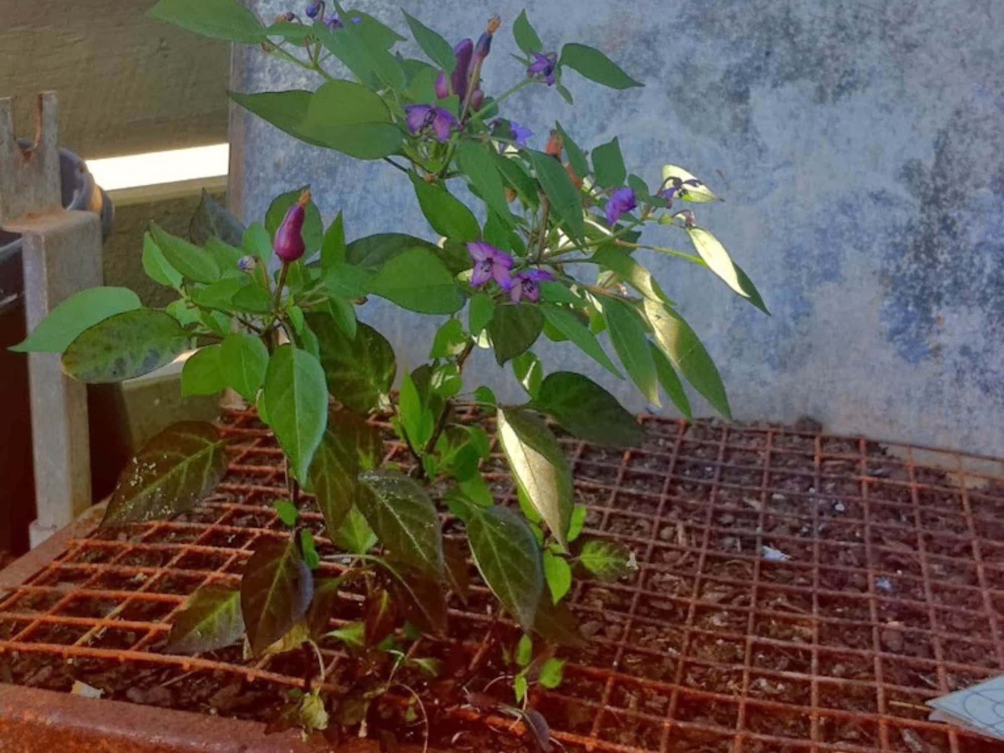 How to Harvest Chilli Seeds - Garden Knocks
