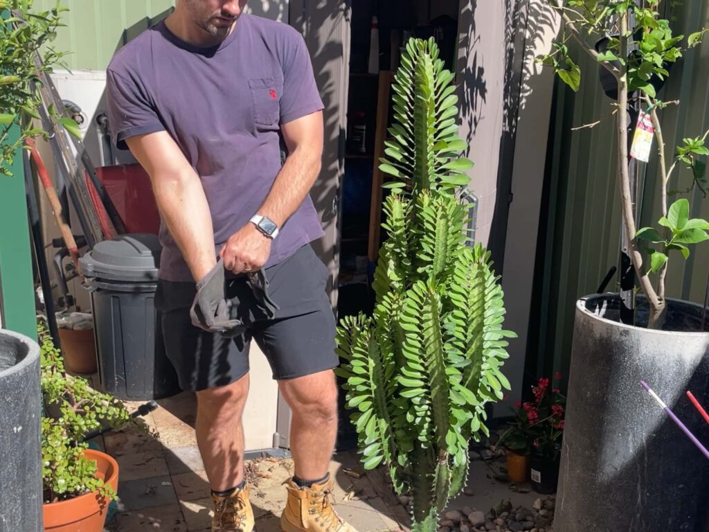 How to Prune an African Milk Tree (Euphorbia Trigona) - Garden Knocks