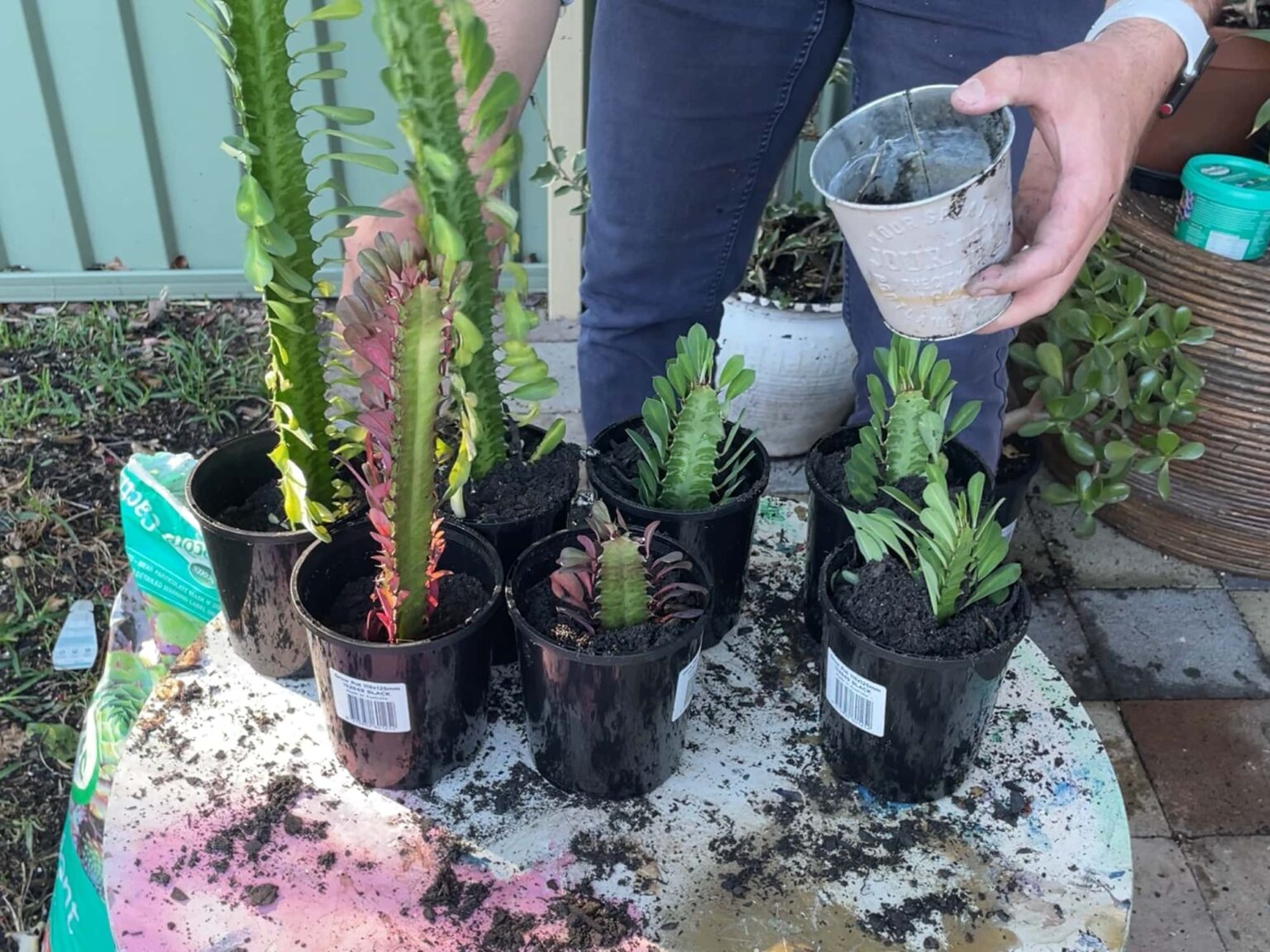 How to Prune an African Milk Tree (Euphorbia Trigona) - Garden Knocks