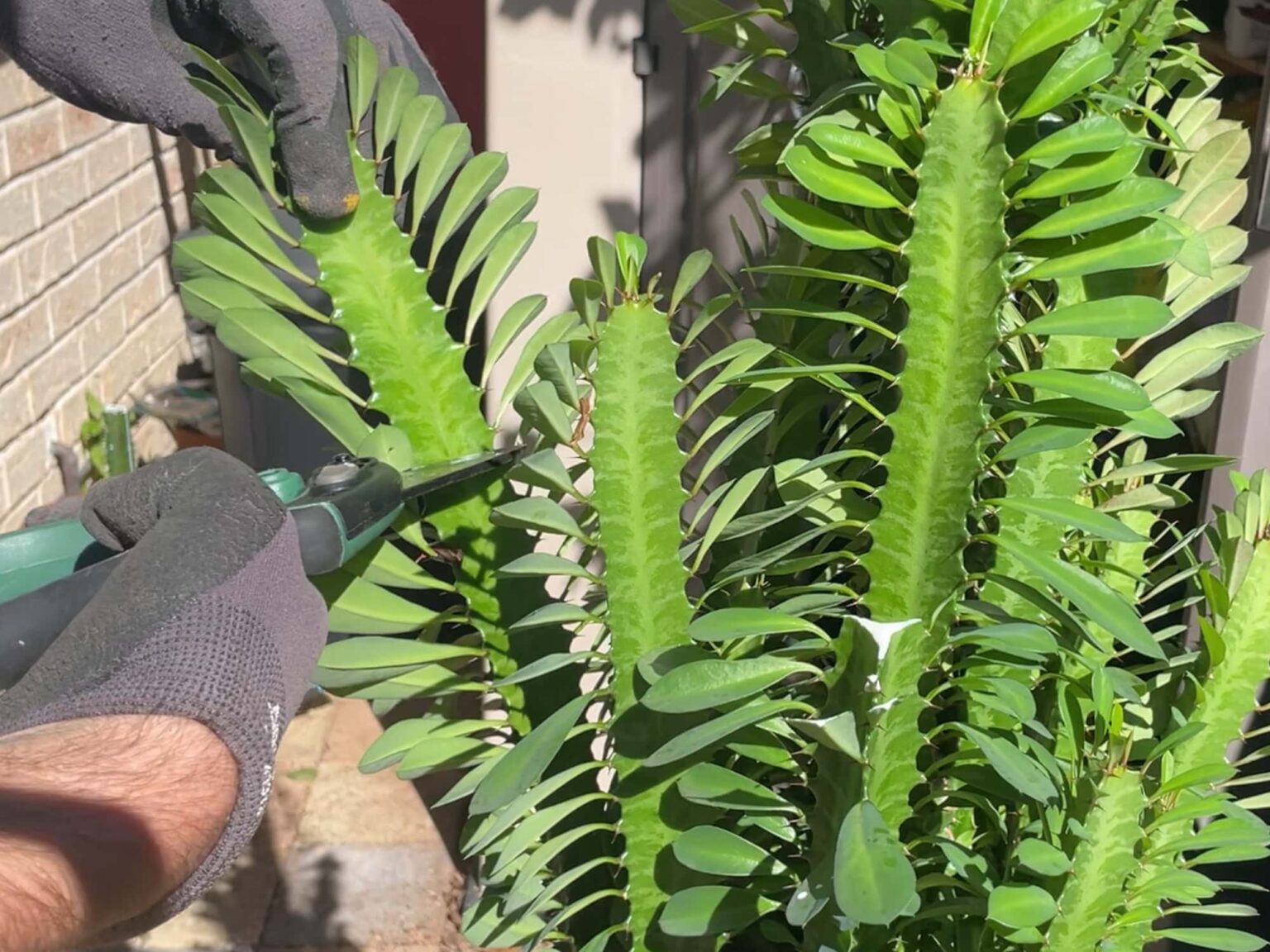 How to Get Your African Milk Tree to Grow More Branches | Tips For a ...