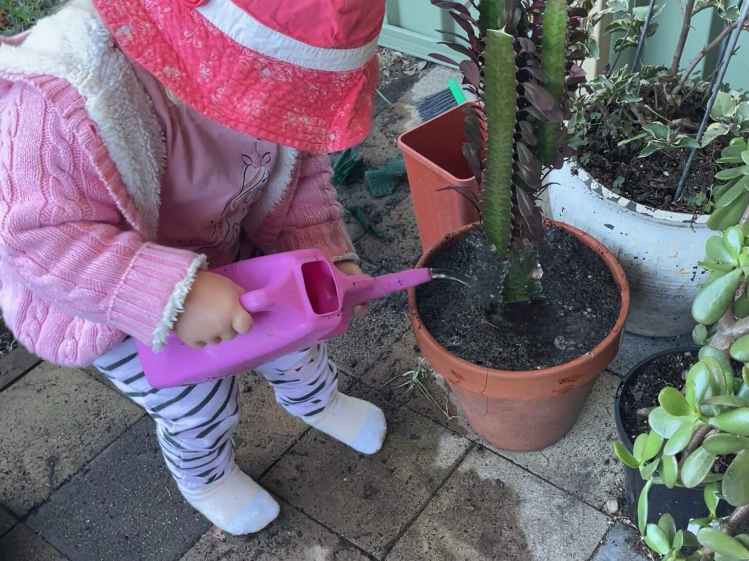 How to Get Your African Milk Tree to Grow More Branches | Tips For a ...