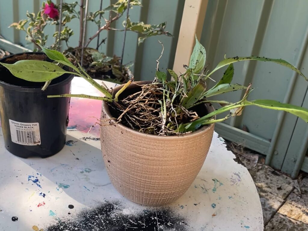 Root Bound Peace Lily | How To Fix - Garden Knocks