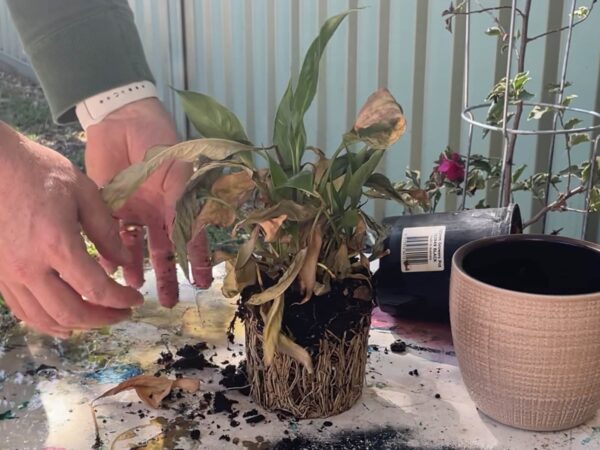 Root Bound Peace Lily | How To Fix - Garden Knocks