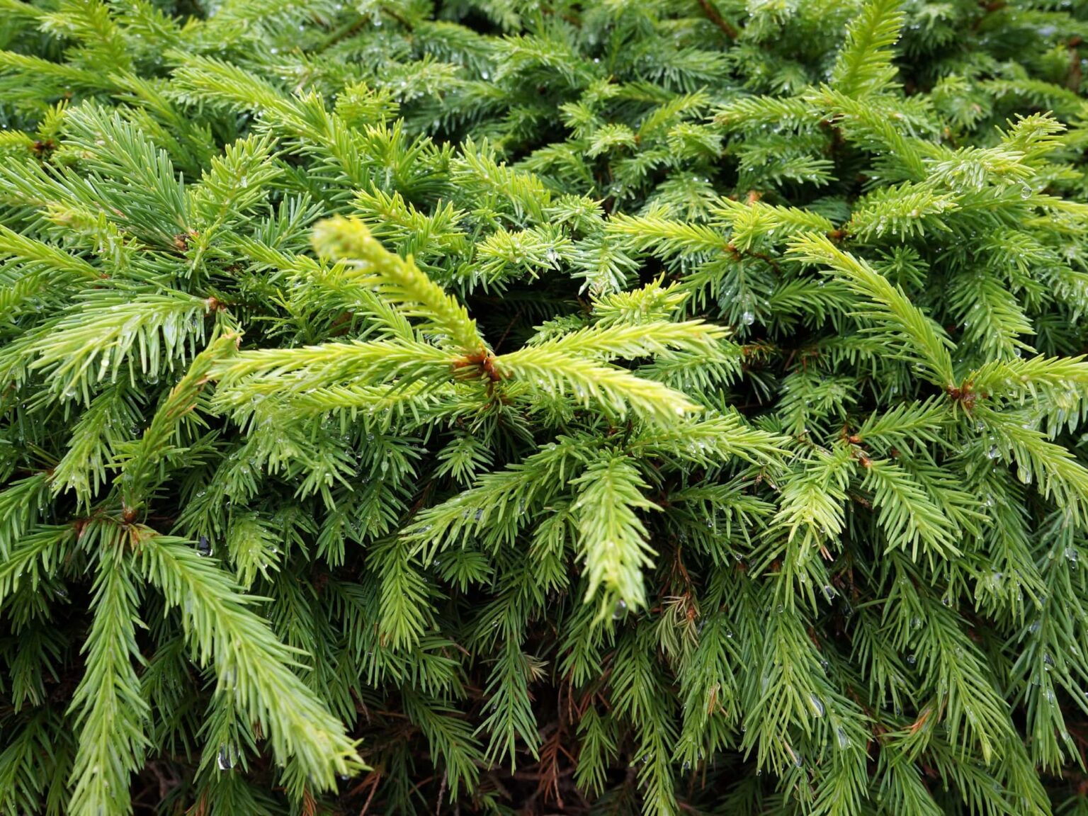What Are Evergreen Trees? - Garden Knocks