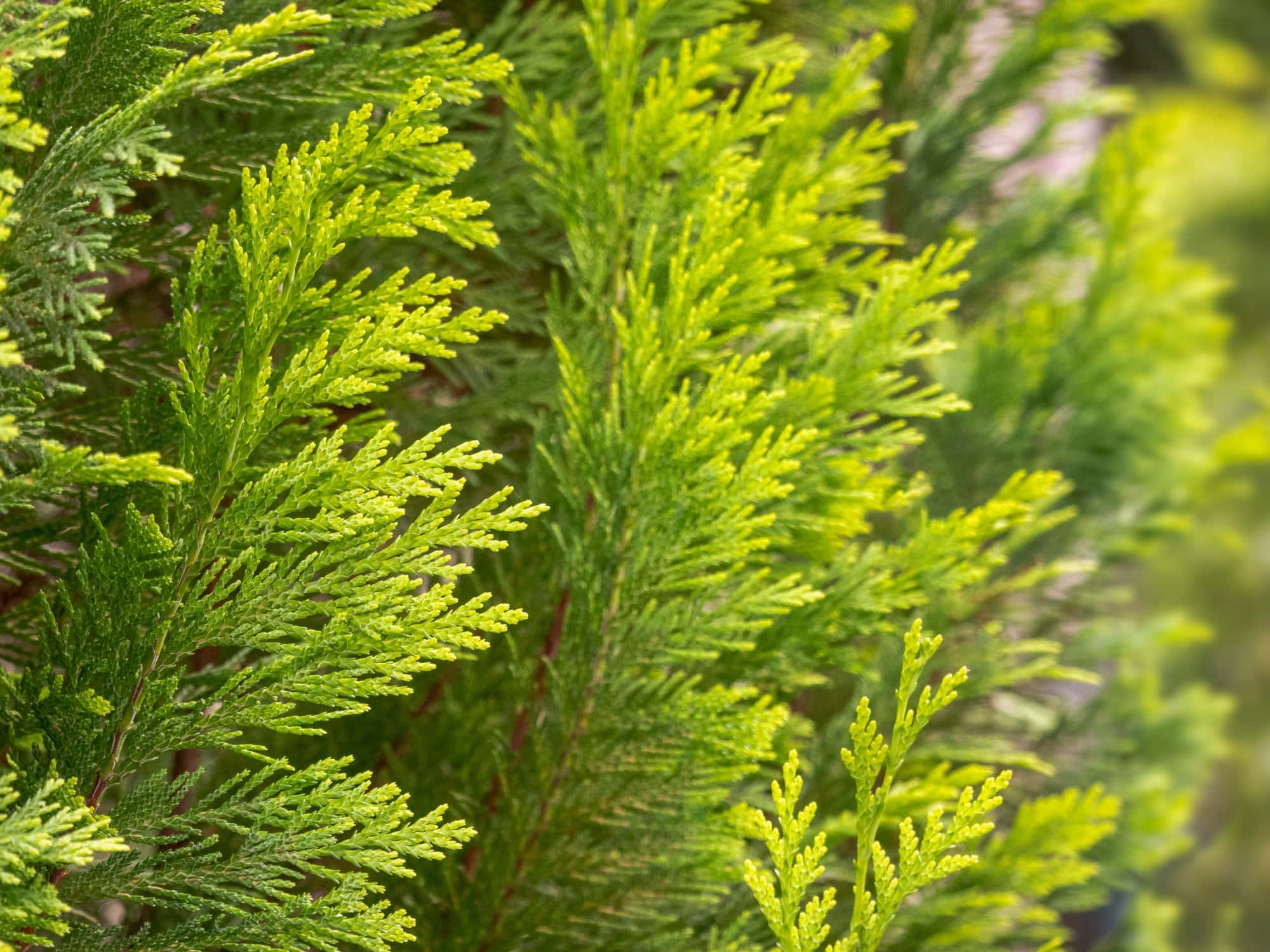 What Are Evergreen Trees? - Garden Knocks